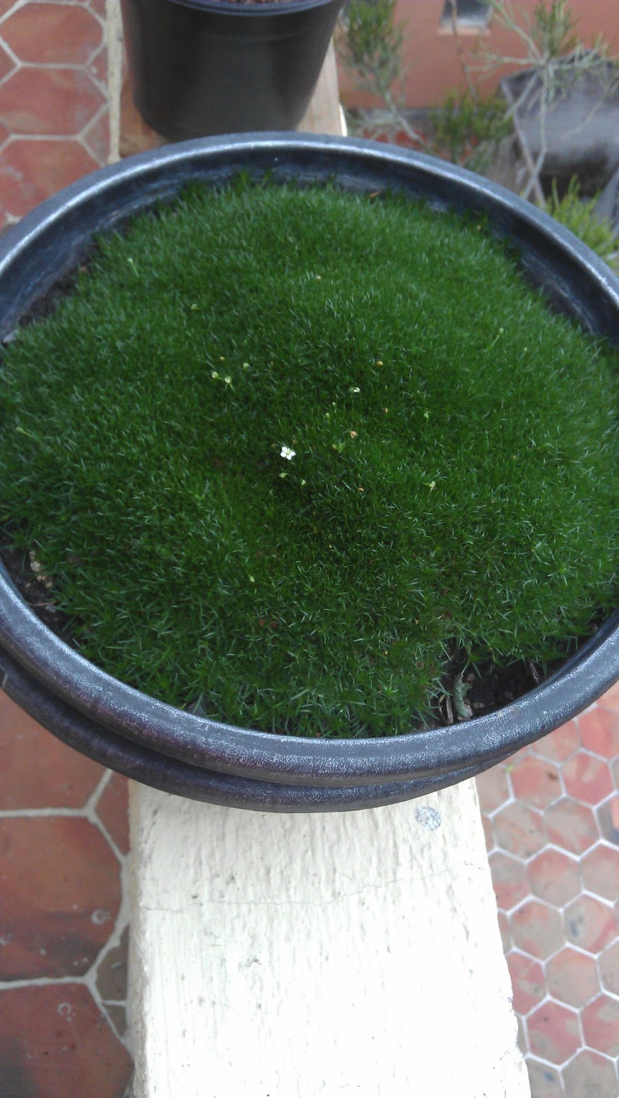 Lo que me he encontrado.: Pasto japonés (Zoysia Japonica)