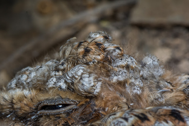 NeoVista Birds and Wildlife: Monitoring a Common Poorwill Nest Site