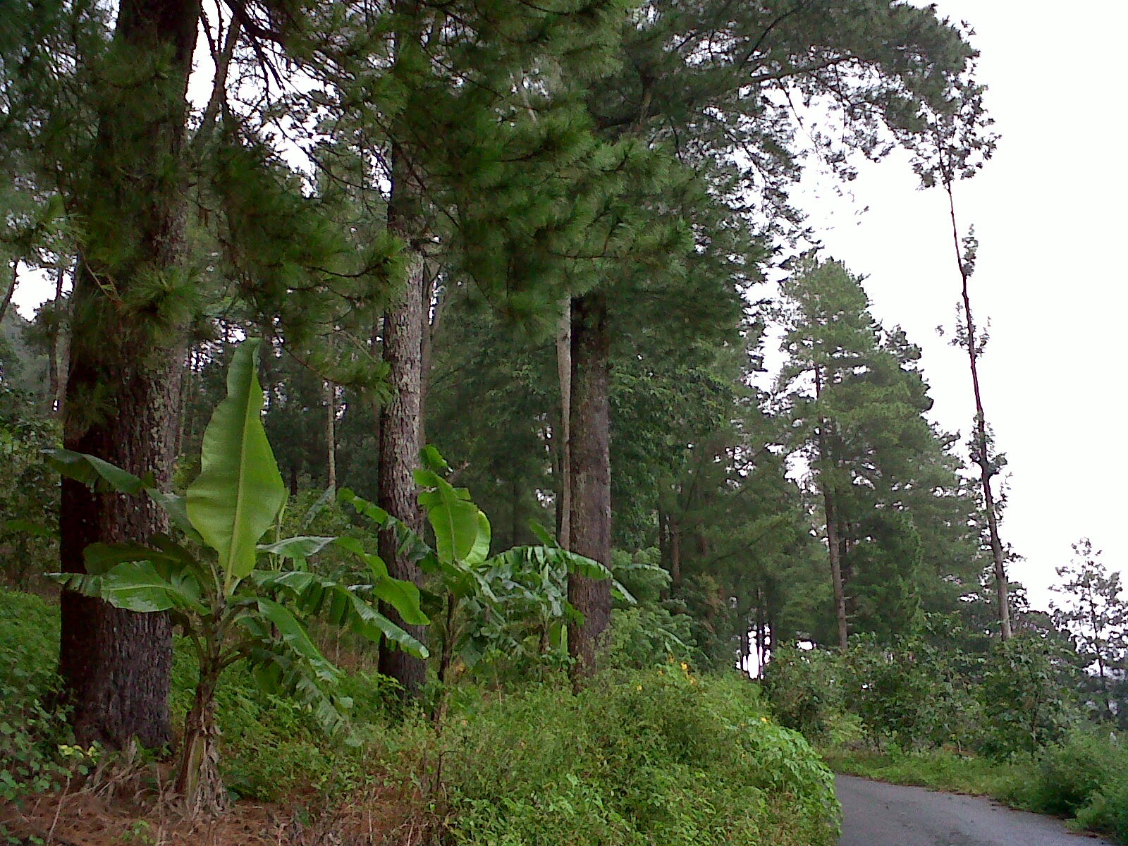 SULAWESI SELATAN - BANTAENG ~ Radi The Explorer