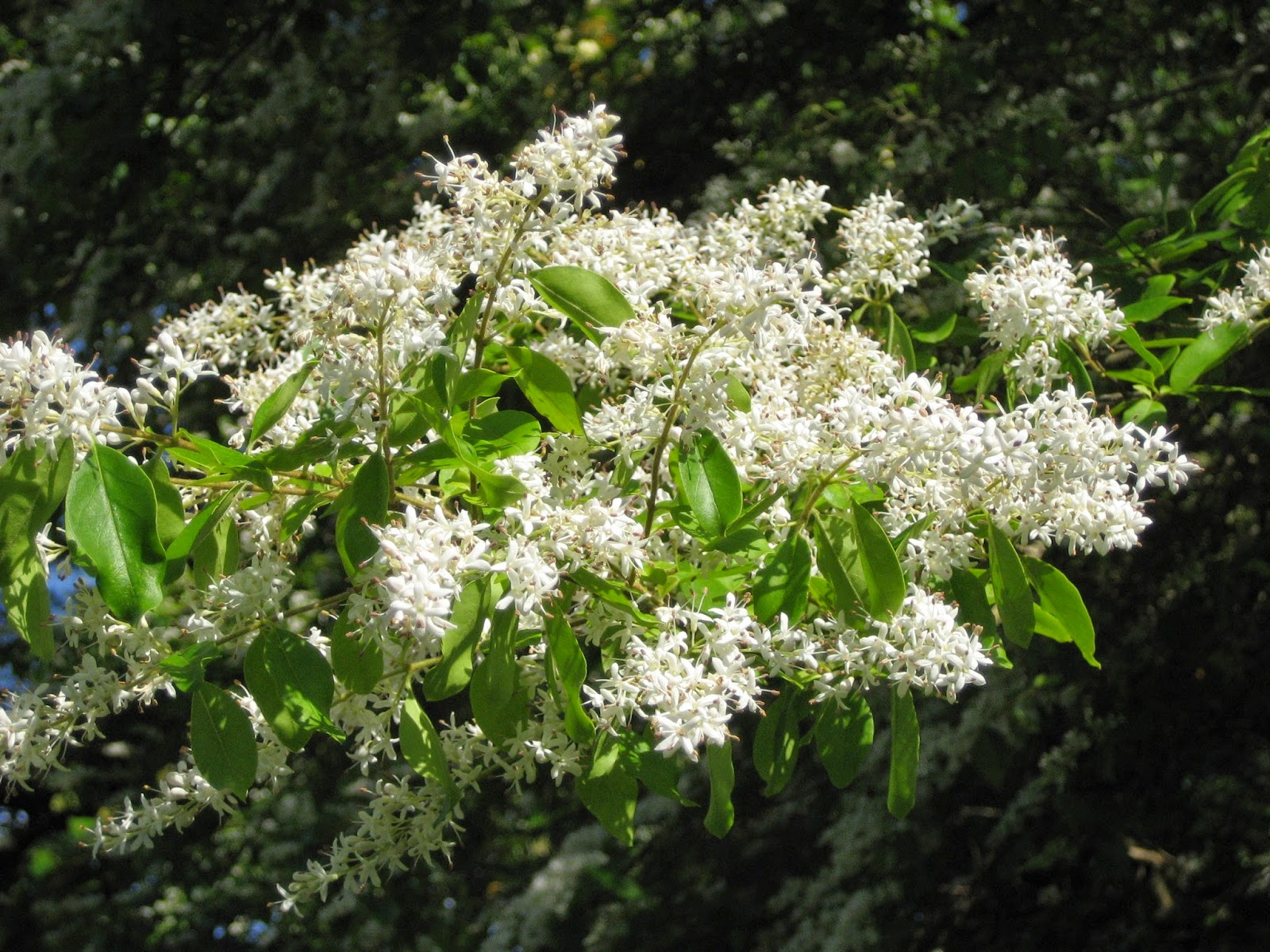 Discovering His Creation: Chinese Privet (Ligustrum Sinense Lour)