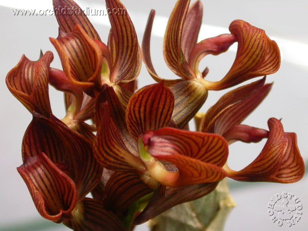 EXPOR ORQUIDEAS.COM: Clowesia - Mormode - Cycnoches