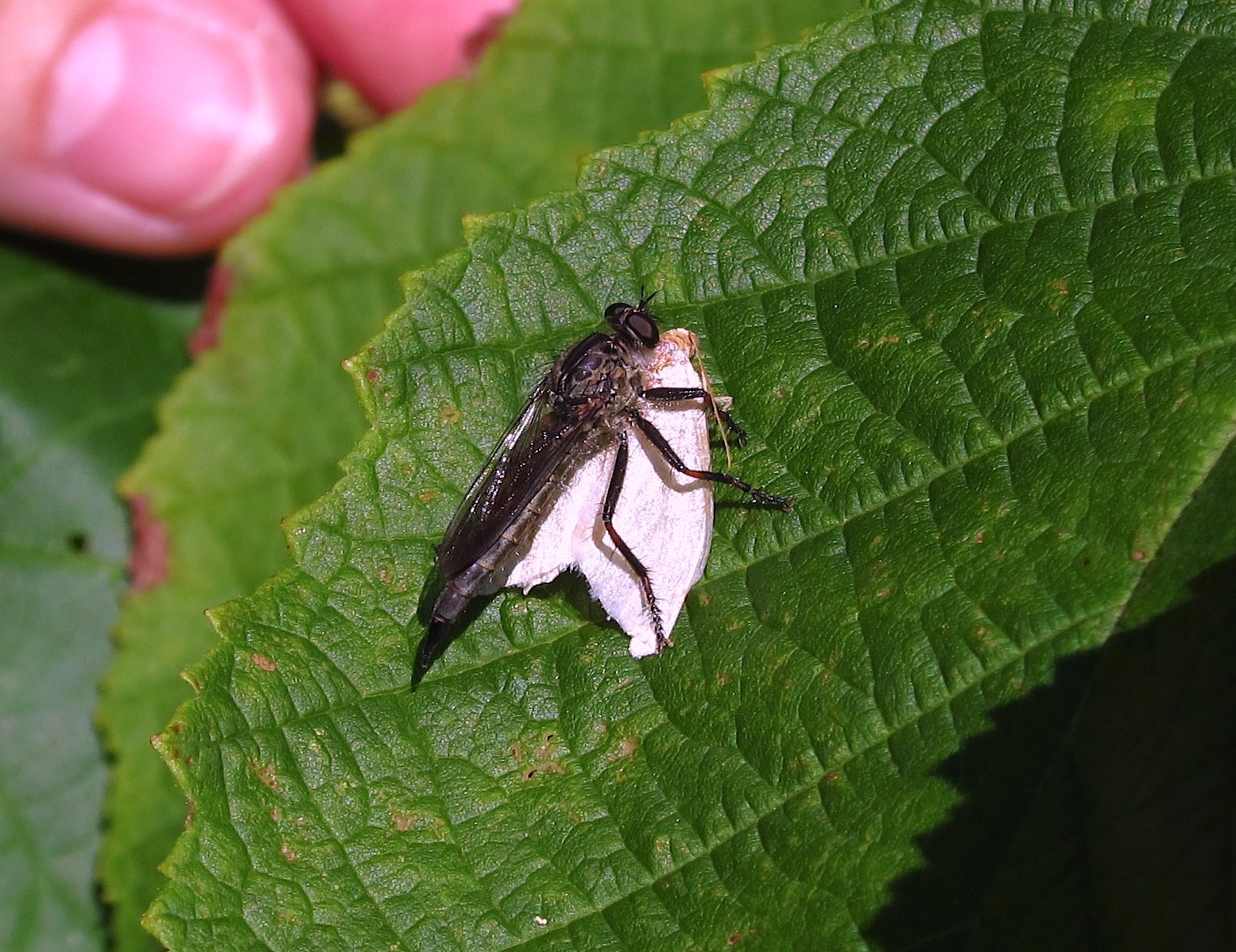 Saratoga woods and waterways: Woods Walking, Bog Hopping
