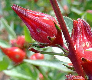 SenseOfHumus: Rosella of the plant kind!