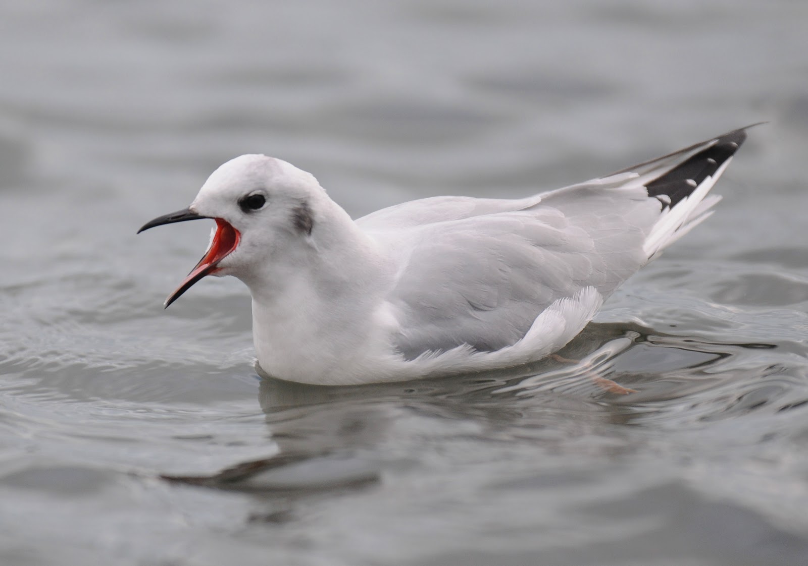 Bill's Birding: How to over-photograph a Bonaparte's Gull