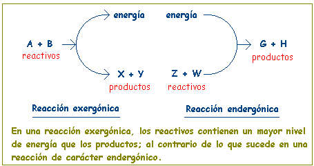 Biología para tus tareas: Reacción exergónica.