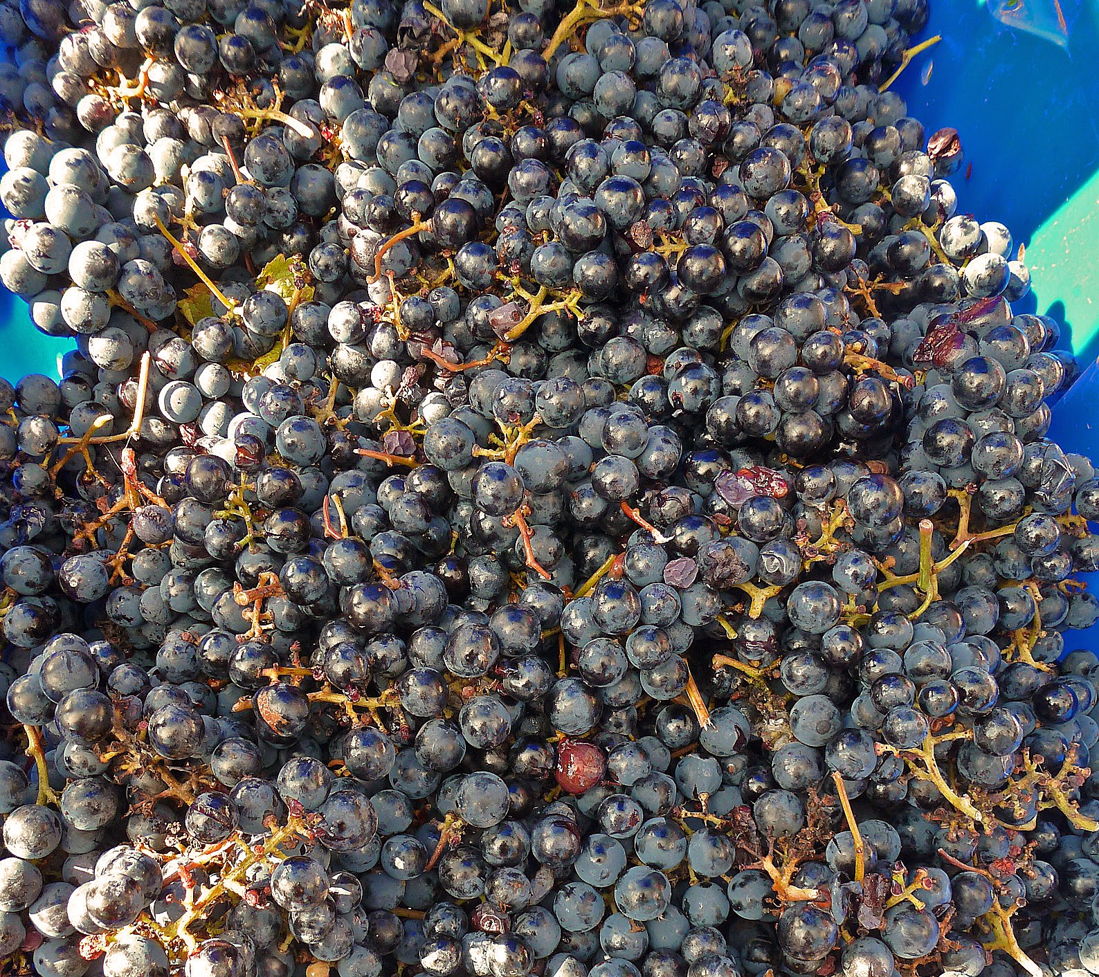 Rick, Deb and Izzy Aboard M/V Broulee and other Wild Adventures. : Wine ...