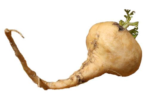 ASTRORETH Un lugar para el Crecimiento Personal y la Salud: LA MACA ...