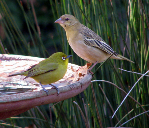 Kreatiewe Joernaal: kransduif