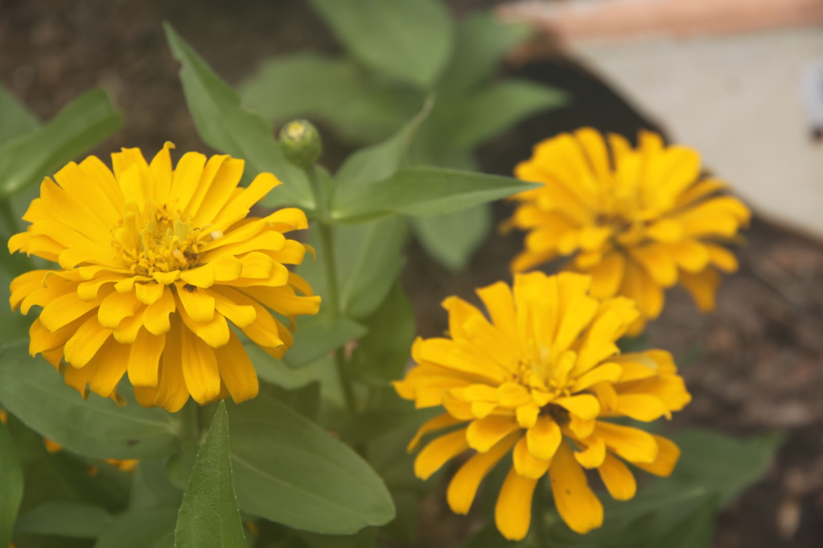 lisa gammel maas: in clover: the fairly odd summer and zinnias