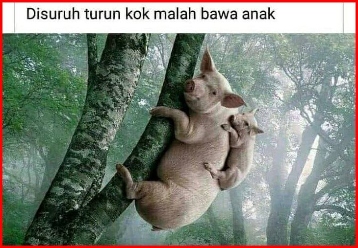 VIRAL.. Meme Babi "Disuruh Turun Kok Malah Bawa Anak" | PORTAL ISLAM