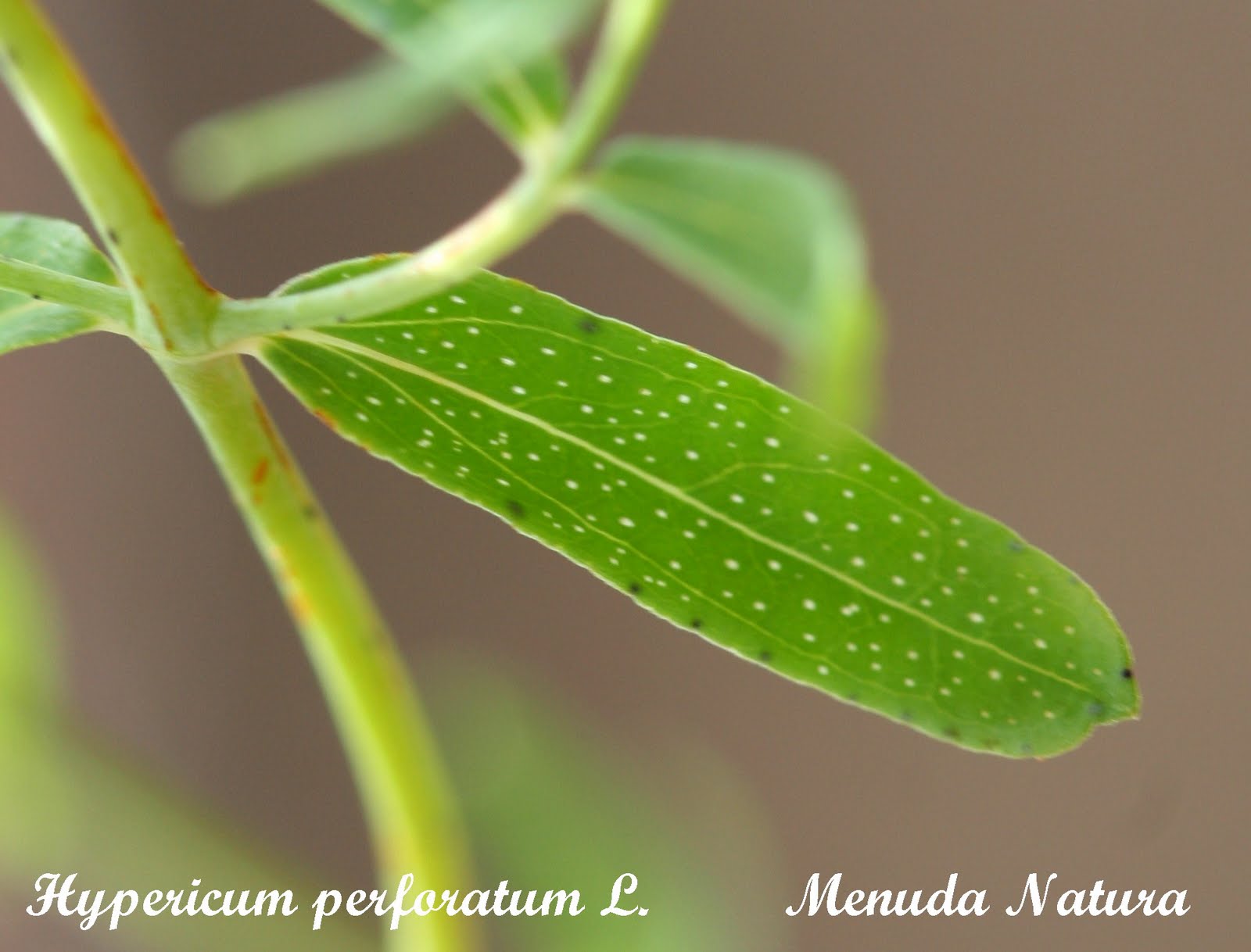 Menuda Natura: Hypericum perforatum L.