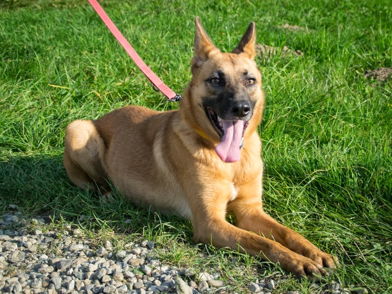 Rifugio Animali Biella: Lilly lupetta...adottata!!!