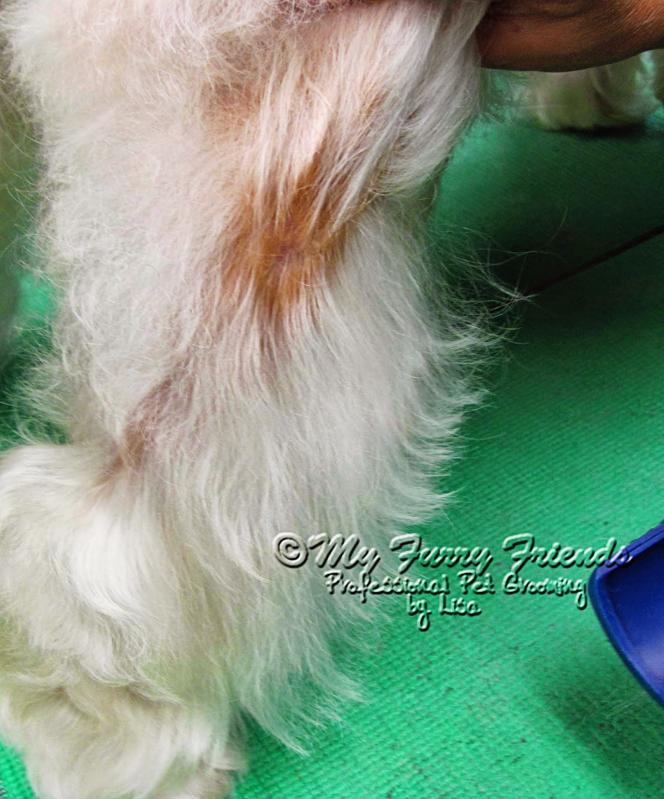 Pet Grooming: The Good, The Bad, & The Furry: Tuesday's Tip #60: Cheap ...