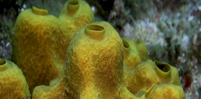 The Invertebrate: What are Sponges? What are Glass Sponges ...