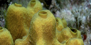 The Invertebrate: What are Sponges? What are Glass Sponges ...