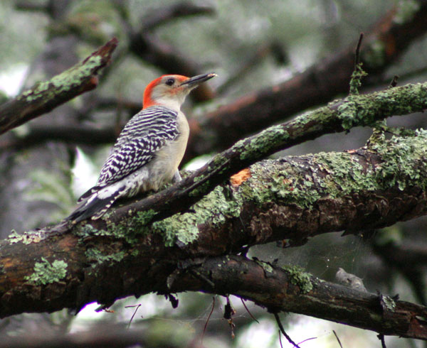 Discover Birds: Tennessee Birds