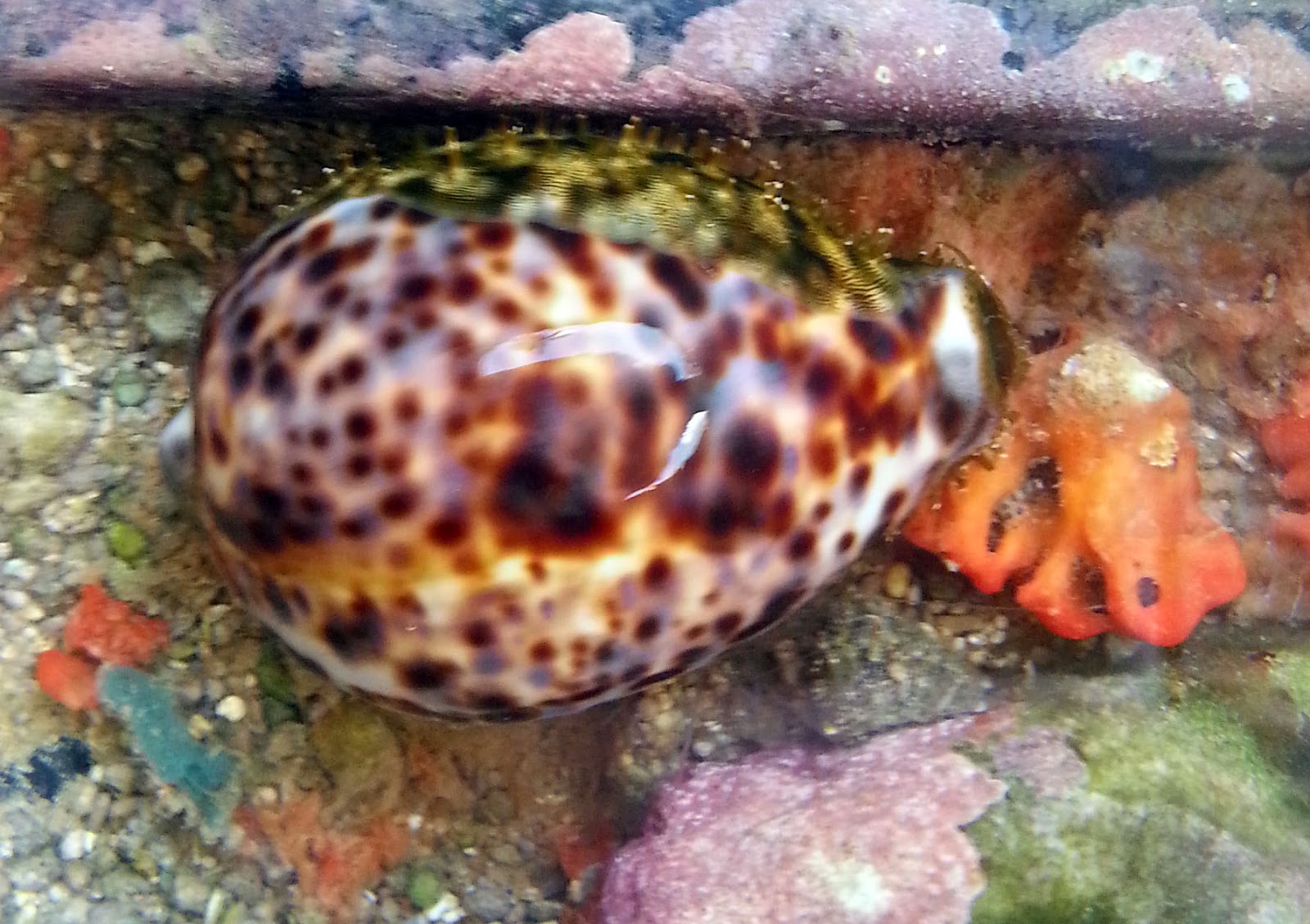 HIMB Community Education Program: Tiger Cowry