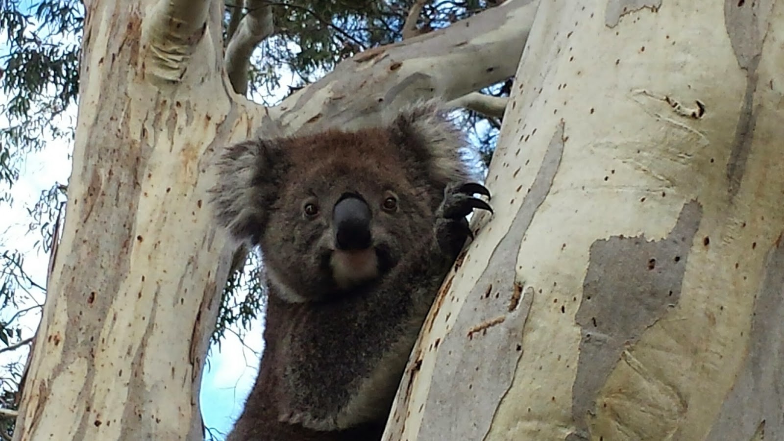 WTF? - Where are The Farrows?: Family Catch-Up, Koalas & Jet Lag