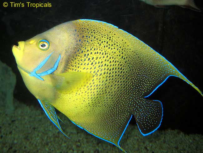 Koran Angelfish