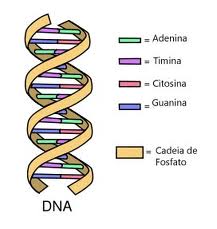 GENÉTICA: LINGUAGEM DA VIDA: Aula 1: A Estrutura do DNA
