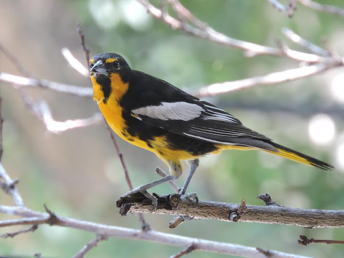 Ικτερίδες - Ορνιθοπανίδα