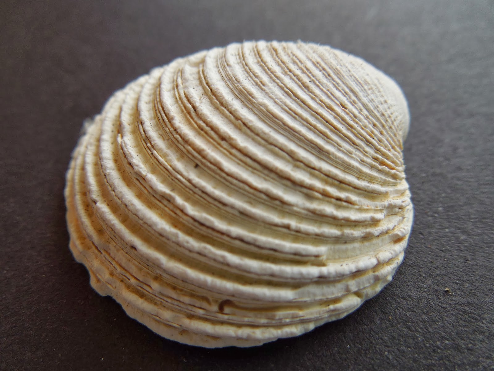 Montse Fotoblog: febrero 2014