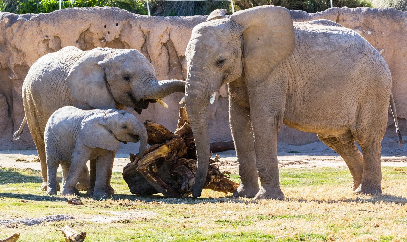 My Dear Trash: The day I stepped on an elephant scale