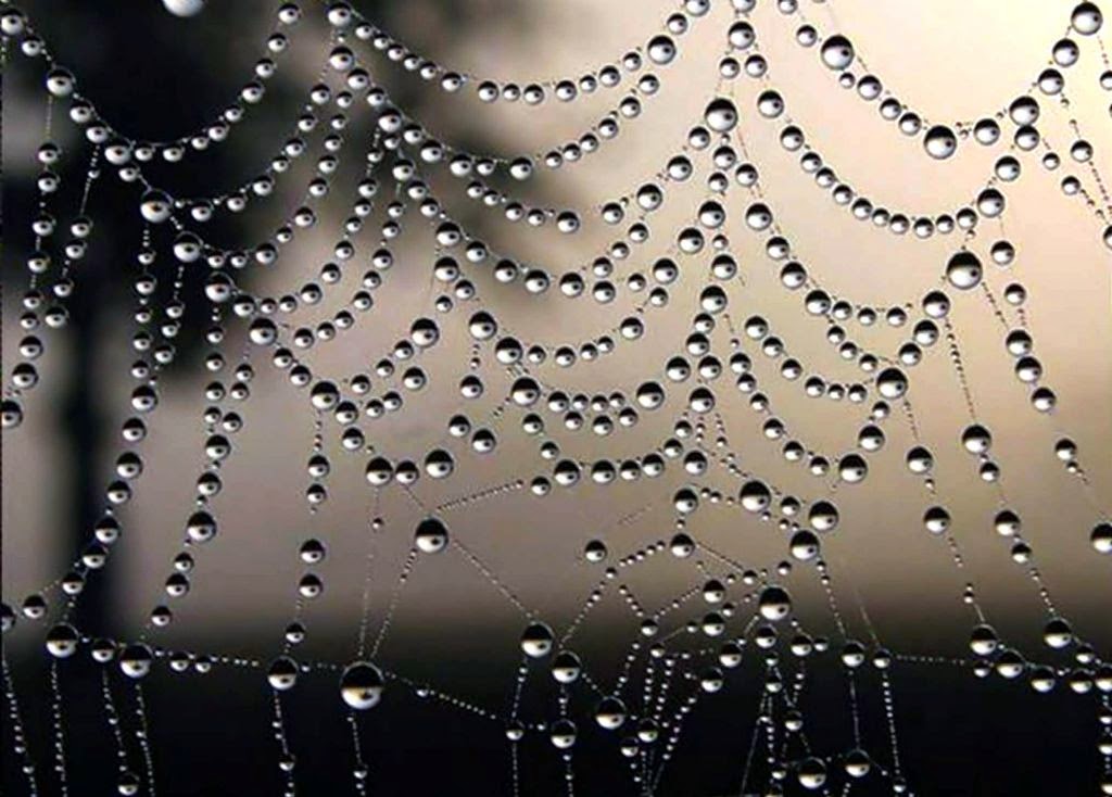 Zaragoza Zen: La red de Indra