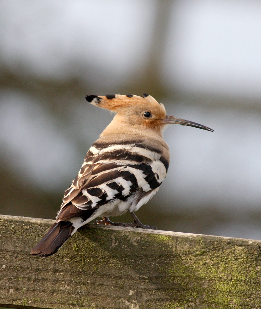 Wildwings and Wanderings: Hoopoe