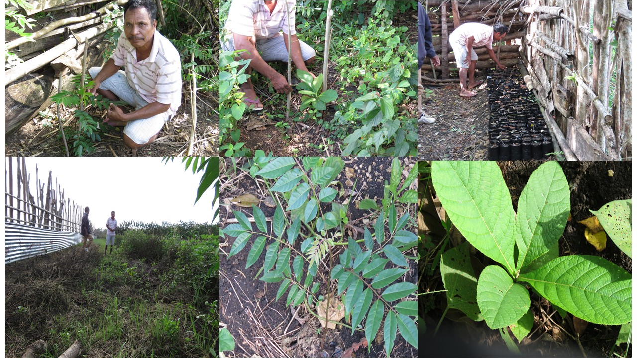 Profile ONG Prospek Timor Leste