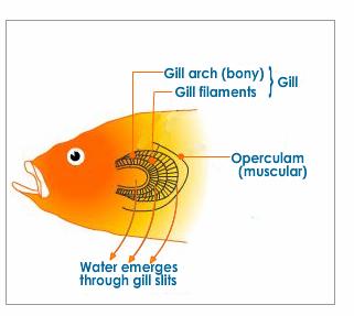 welcome to YEAR 4 SCIENCE corner!!: December 2012
