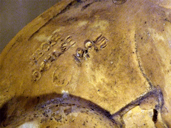 Pandora's Parlor: Vintage Taxidermy Bobcat Forms