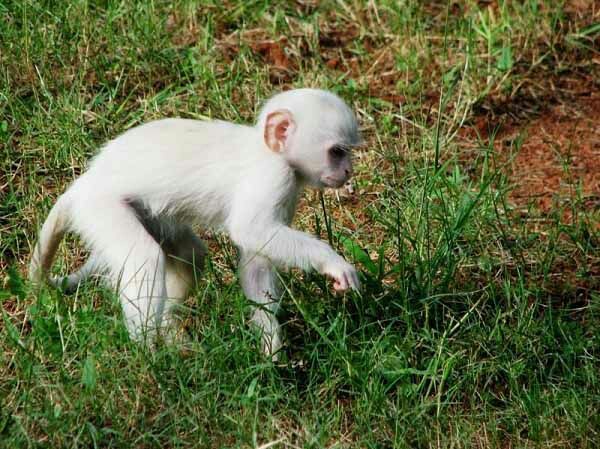 Beautiful white monkeies