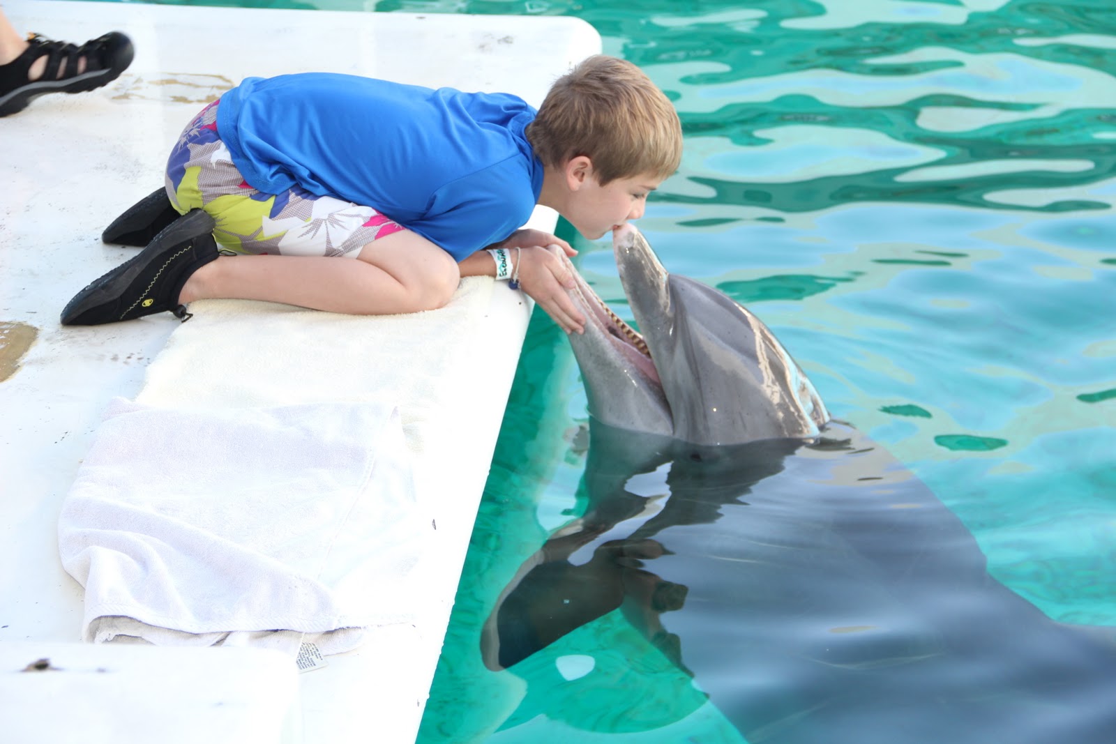 Travel Tales: Dolphin Encounter - Clearwater Marine Aquarium