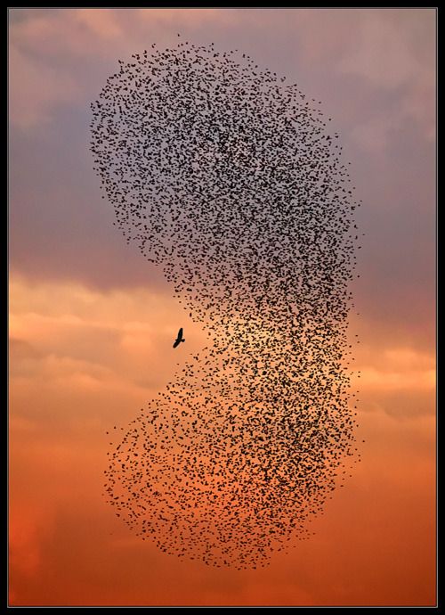 In the Sonoran Sun: Mobbing Behavior in Birds