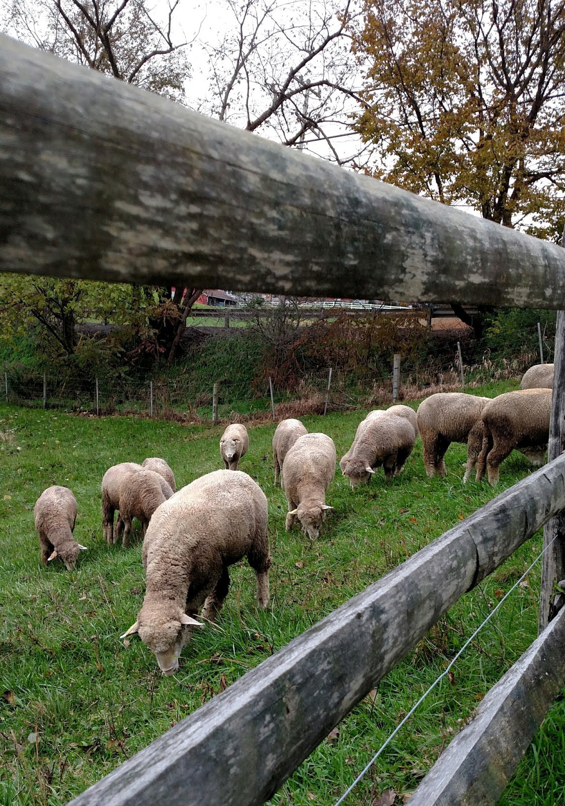 Wild Rose Farm: What's Happening On The Farm ...