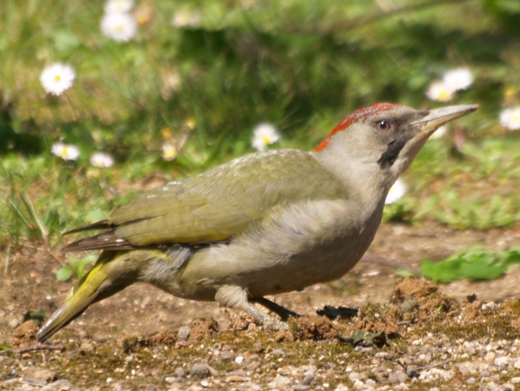 Fotografiando mi Mundo: Pito Real. Nuevas fotos del 5 de abril de 2012