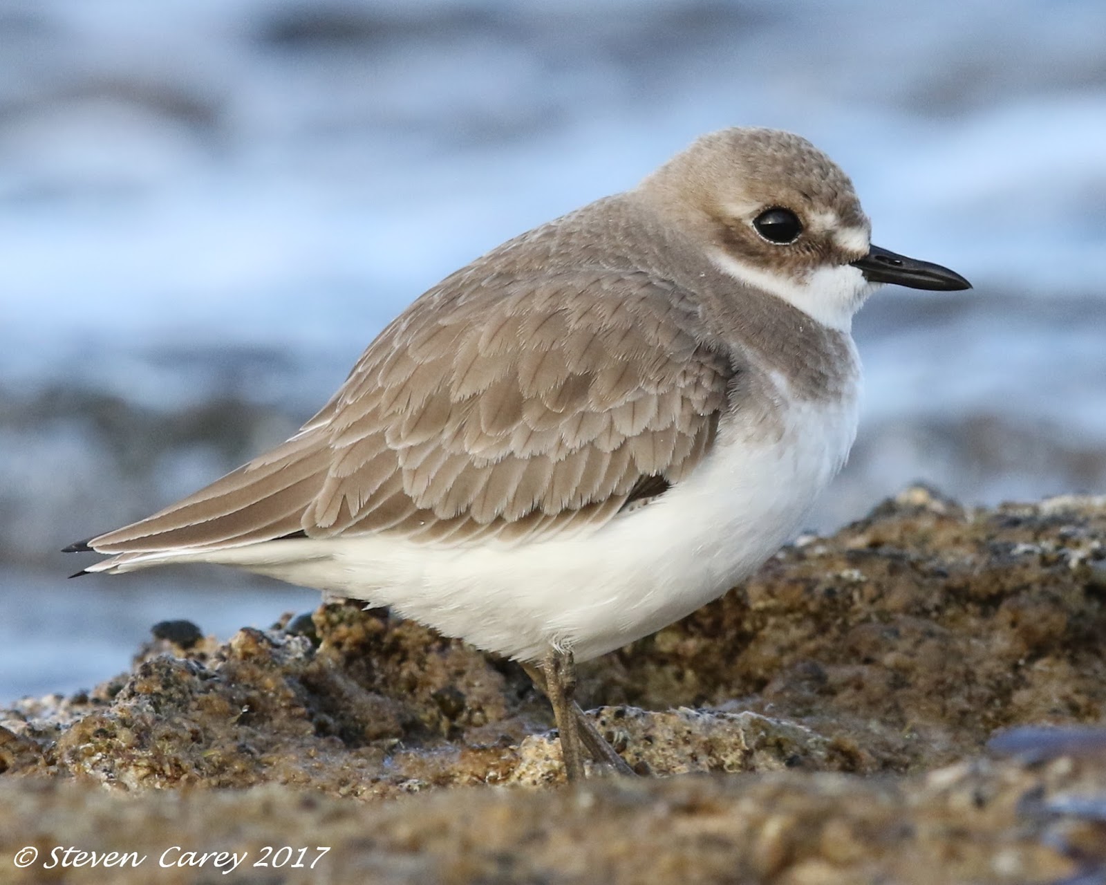 Steve Carey Bird Photography: Greater Sand Plover (Charadrius ...