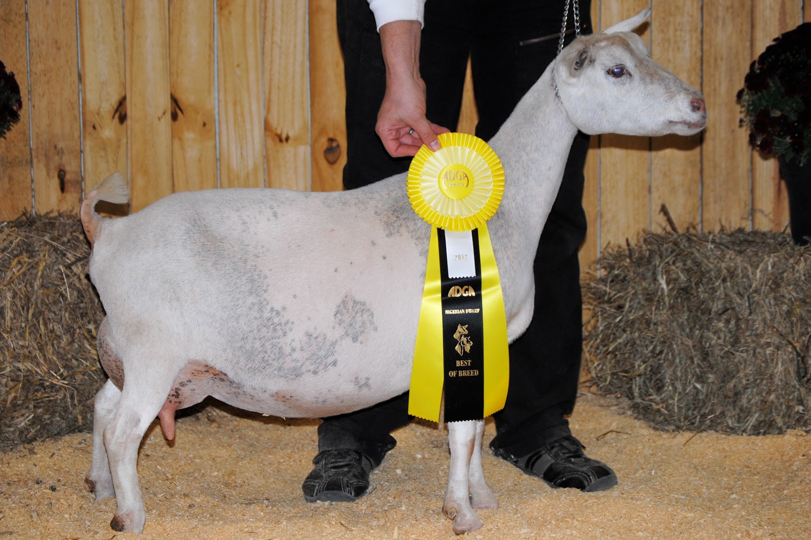 OLDESOUTH FARM: November is a month of Gratitude and The Peanut Festival