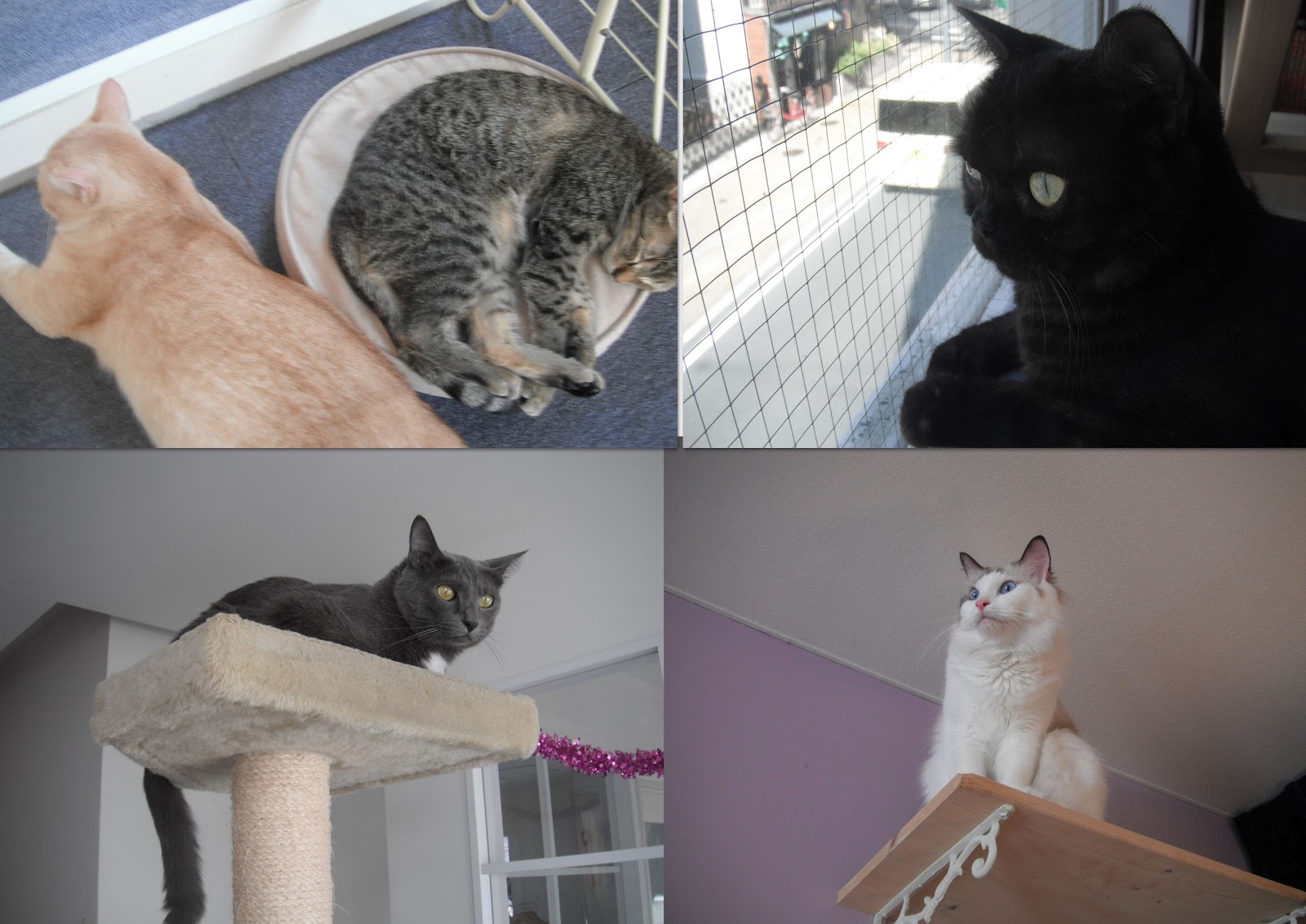 Pfft!... I'll Evangelion your ferris wheel / The Rule Book