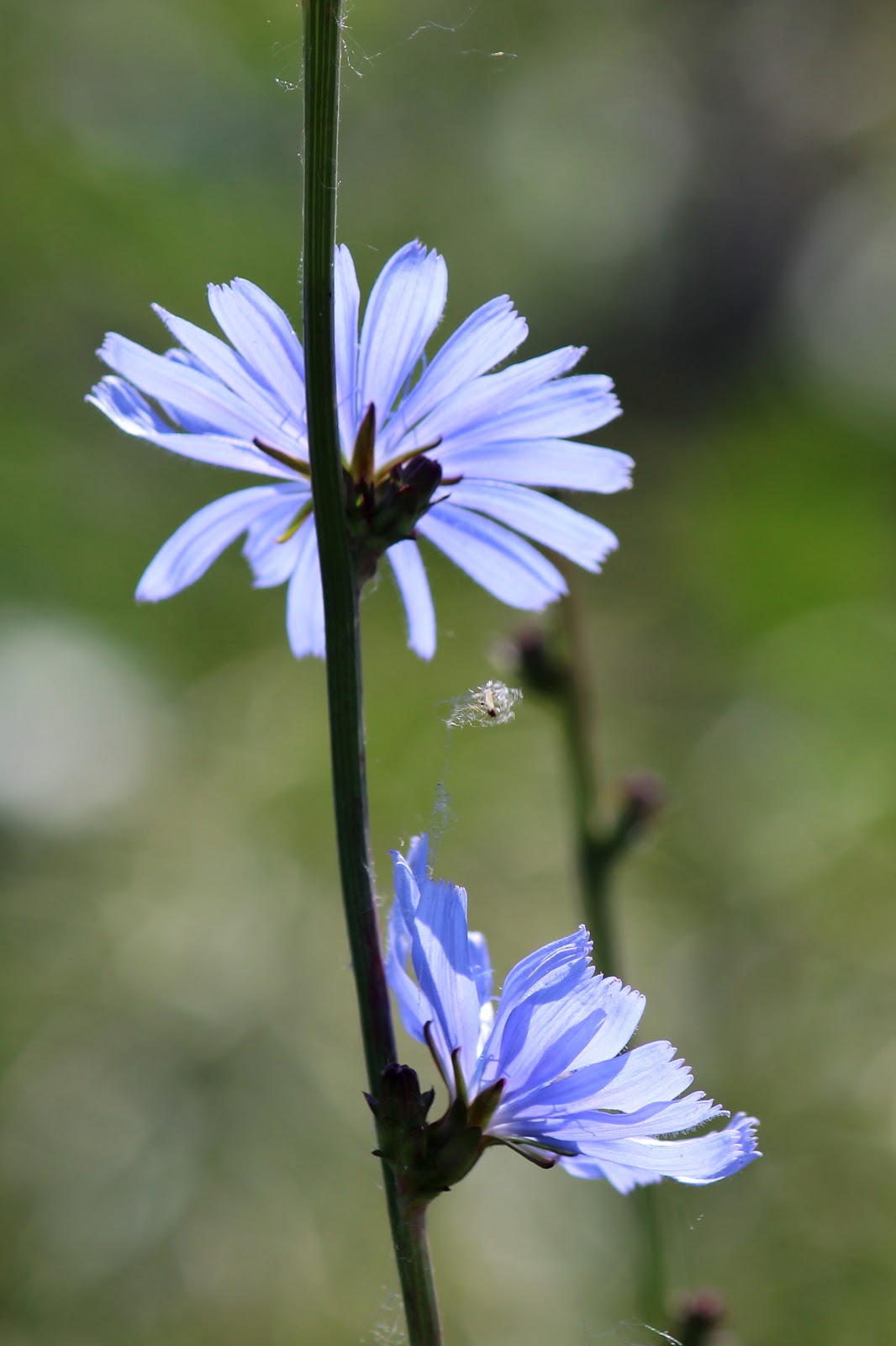To Behold the Beauty: Birds and Wildflowers at the Reservoir