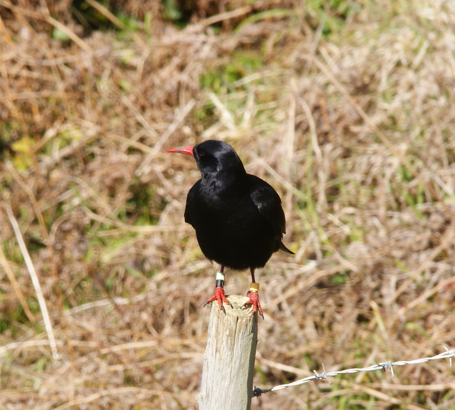 KERNOW PHOTOS: Cornish Chough part 2