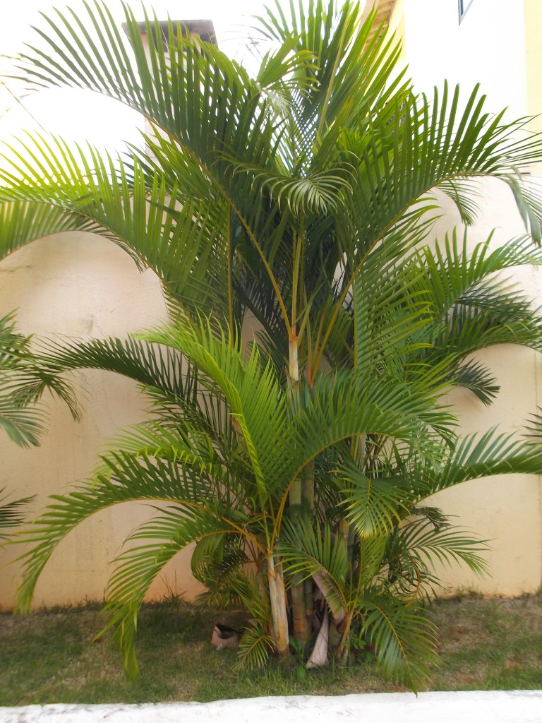 Q' Planta é Essa?: Areca Bambú ou Palmeira Areca