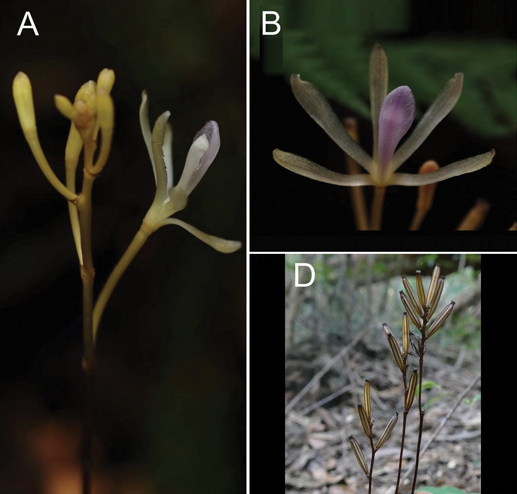 Species New to Science: [Botany • 2016] Lecanorchis tabugawaensis • A ...