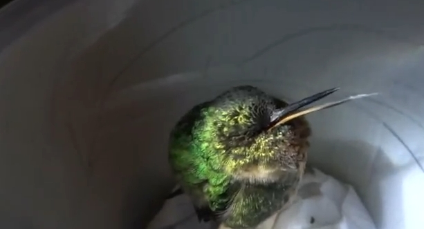 Rural Revolution: Hummingbird snoring