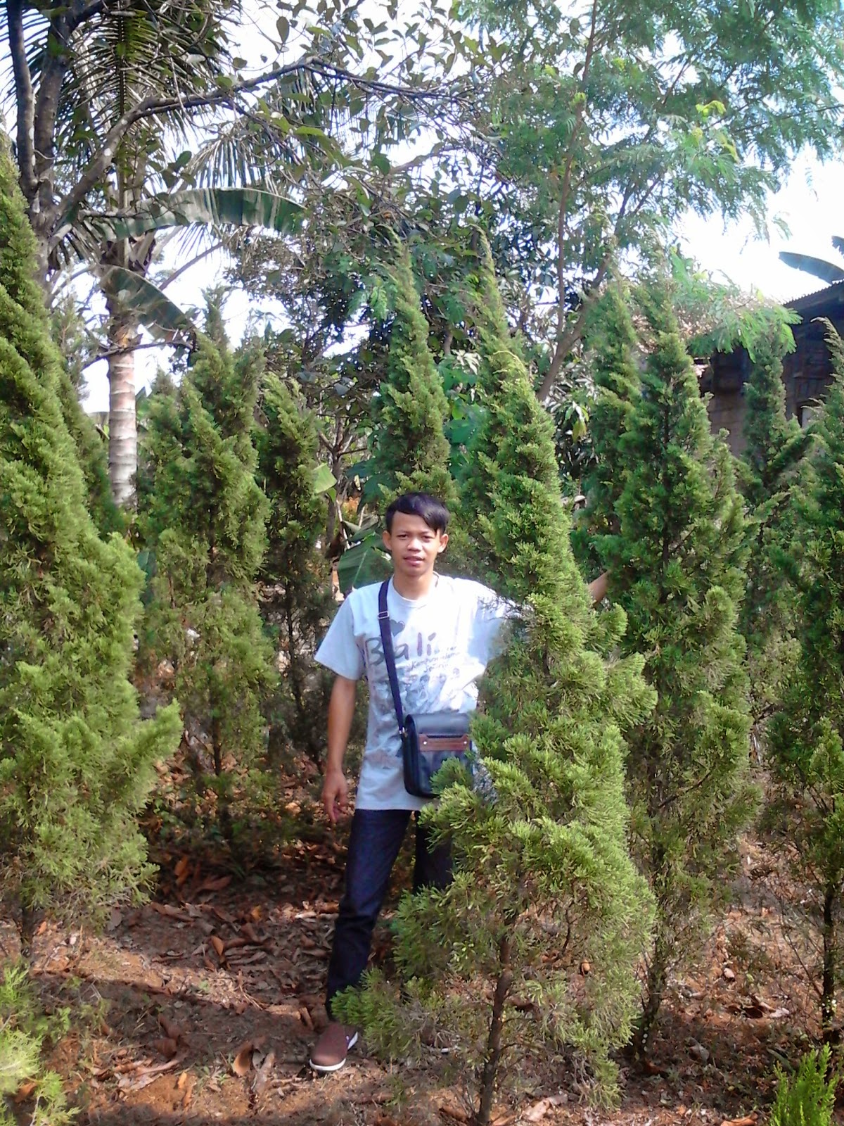 JUAL CEMARA PUA-PUA | SUPLIER TANAMAN HIAS | JUAL TANAMAN HIAS ONLINE ...