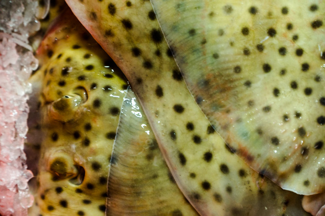 Through the Gaps! - Newlyn Fishing News: Fish for all tastes on the mid ...