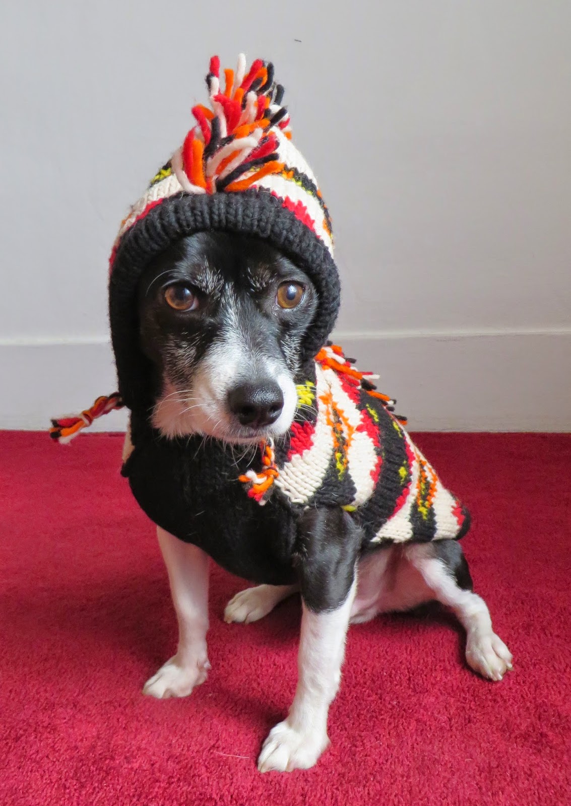 Out & About: Chilly dog sweater time!