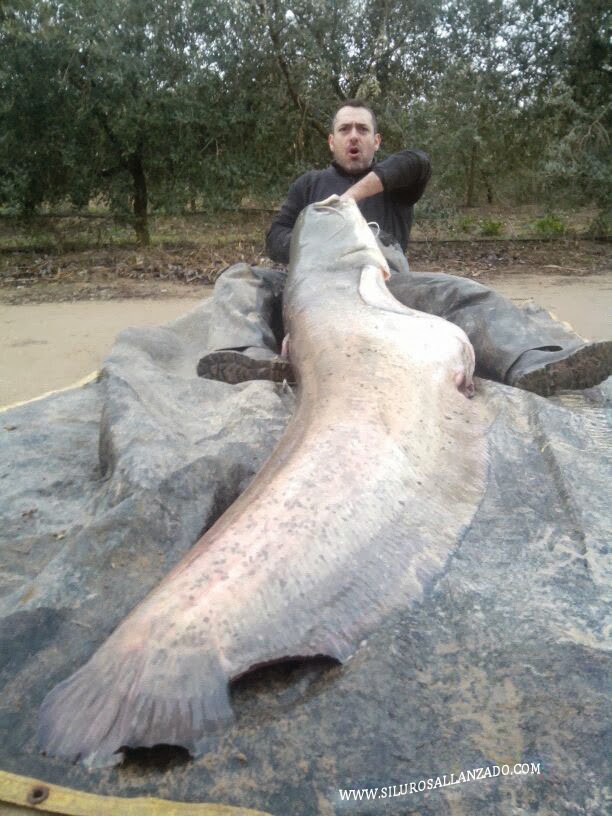 GUIDE DE PÊCHE DU SILURE ET DU SANDRE À MEQUINENZA: SILURE 2,40M PÊCHÉ ...