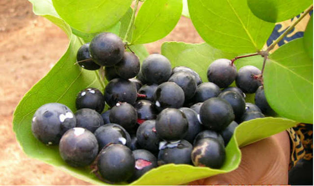 Which fruits in India is the most underrated but healthiest?